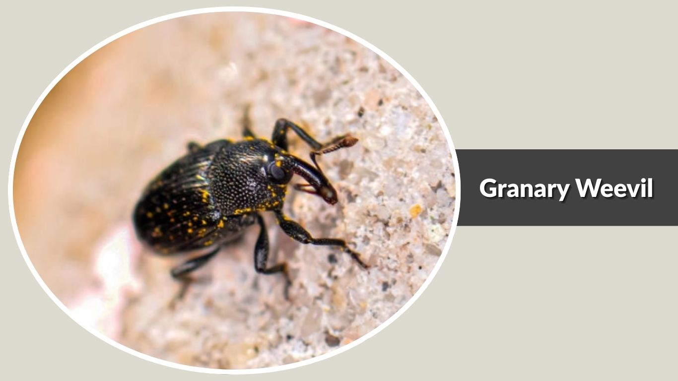 21 Common Types of Weevils Bug: Identification With Pictures