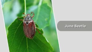 16 Types of Scarab Beetle: Size, Color , Habitat and ID with Pictures