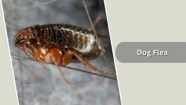 13 Types of Fleas: Habitat, Lifecycle, Diet, Identification with Pictures