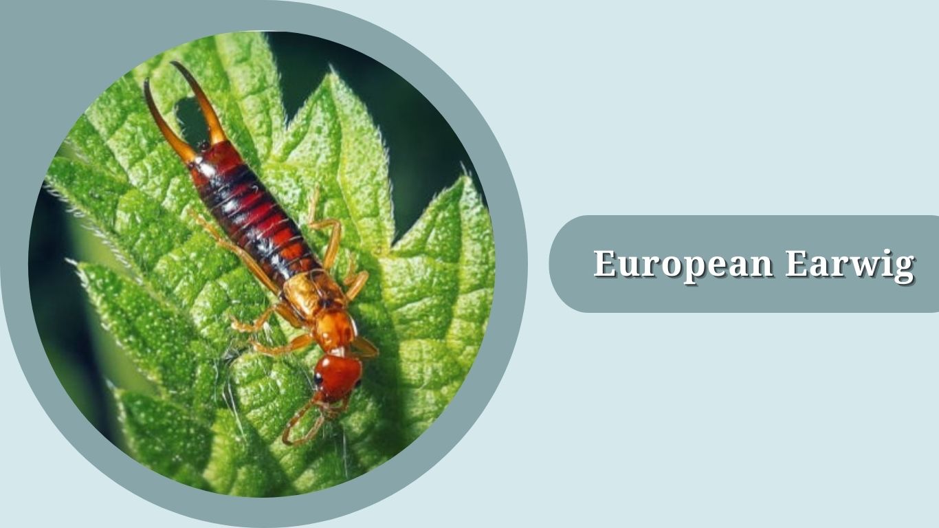 14 Types of Earwig Insects: Identification, Larvae, Habitat, Bite