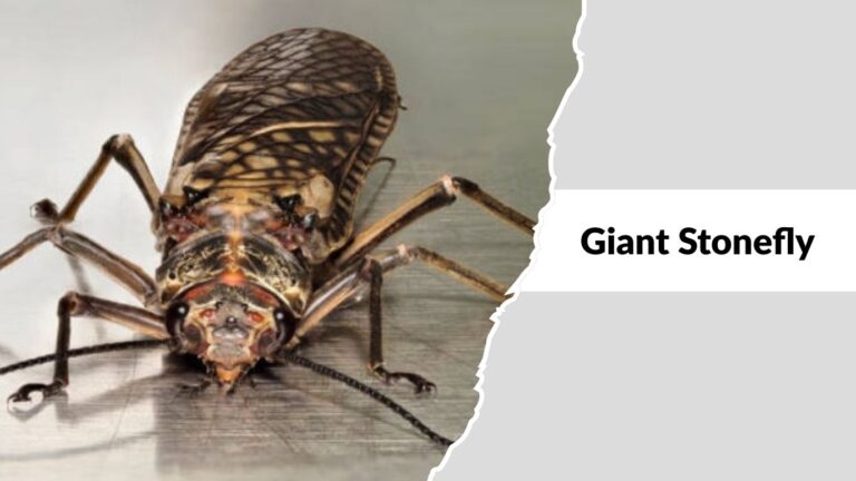 21 Types of Stoneflies: Habitat, Diet, Lifecycle, ID with Pictures