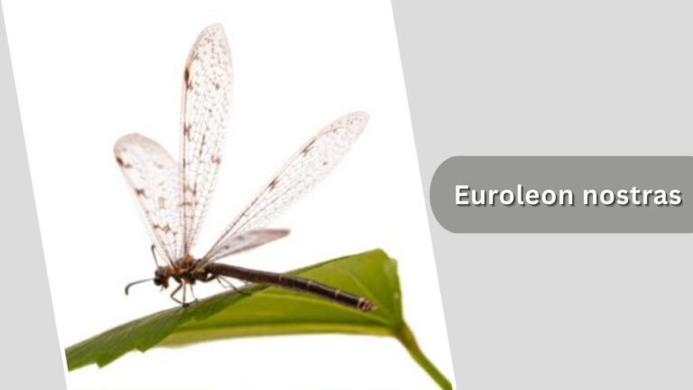 10 Types of Antlion: Size, Diet, Lifecycle, Identification with Picture