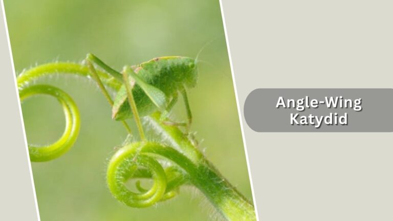 23 Types of Katydid: Identification with Pictures