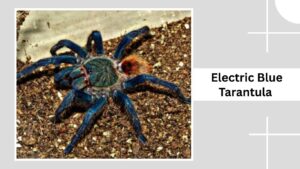 12 Types of Blue Spiders: Species Identification with Pictures