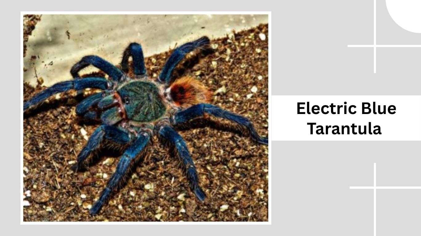 12 Types of Blue Spiders: Species Identification with Pictures