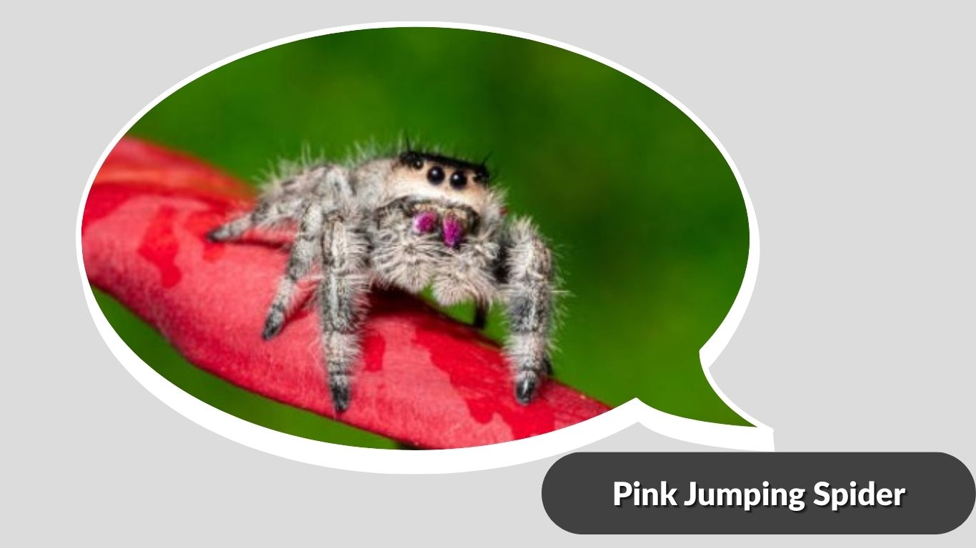 12 Types of Pink Spiders: Species Identification with Pictures