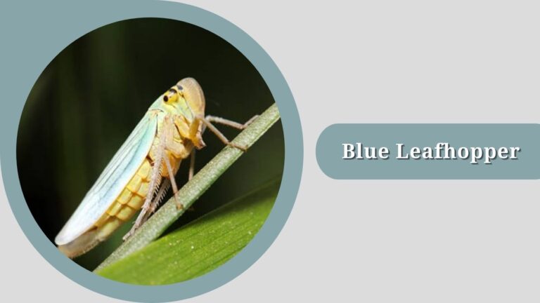 21 Types of Leafhopper: Species Identification with Pictures