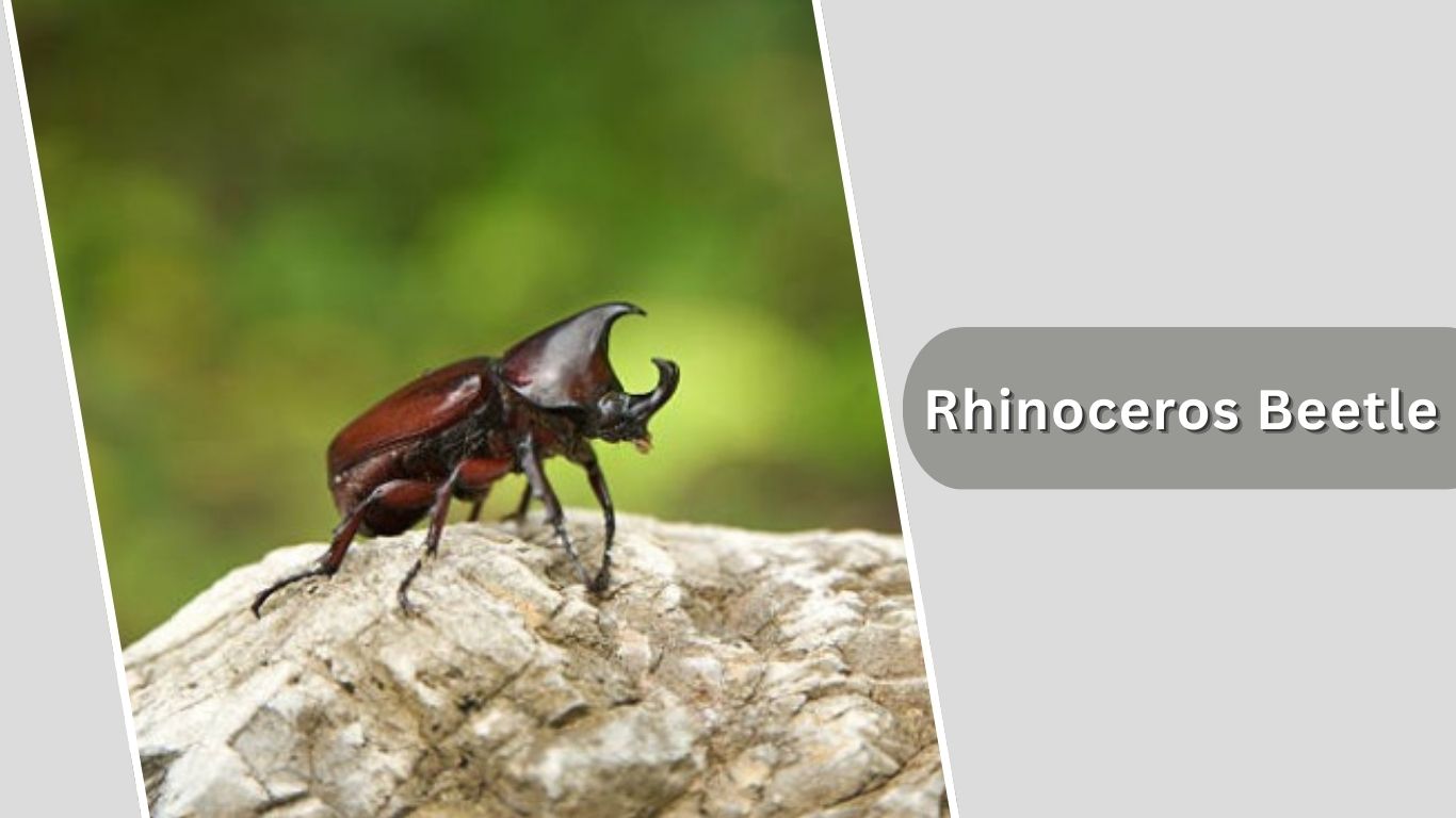 16 Types of Scarab Beetle: Size, Color , Habitat and ID with Pictures