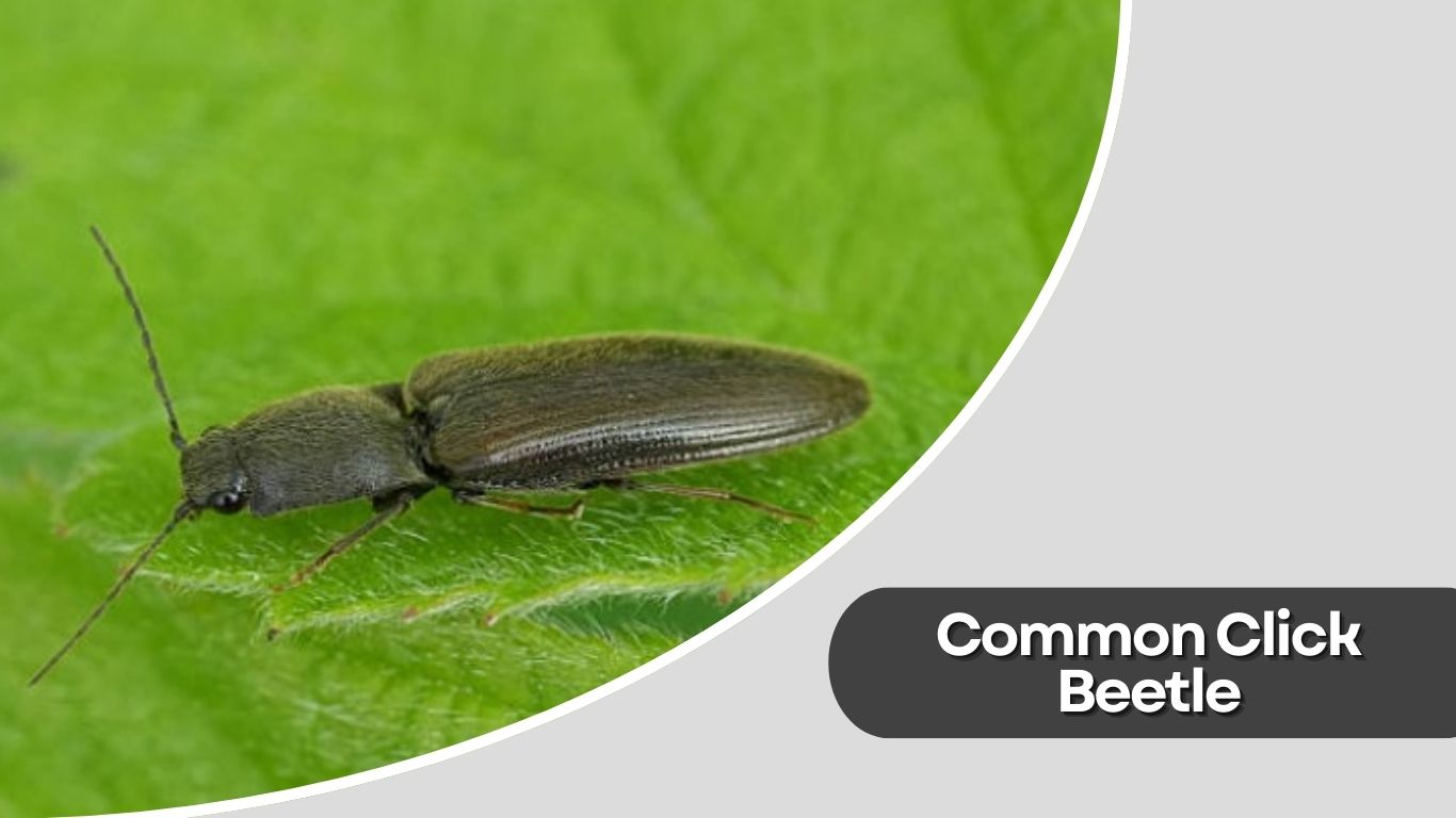 20 Common Types of Click Beetle: Habitat, Behaviors and ID with Pictures
