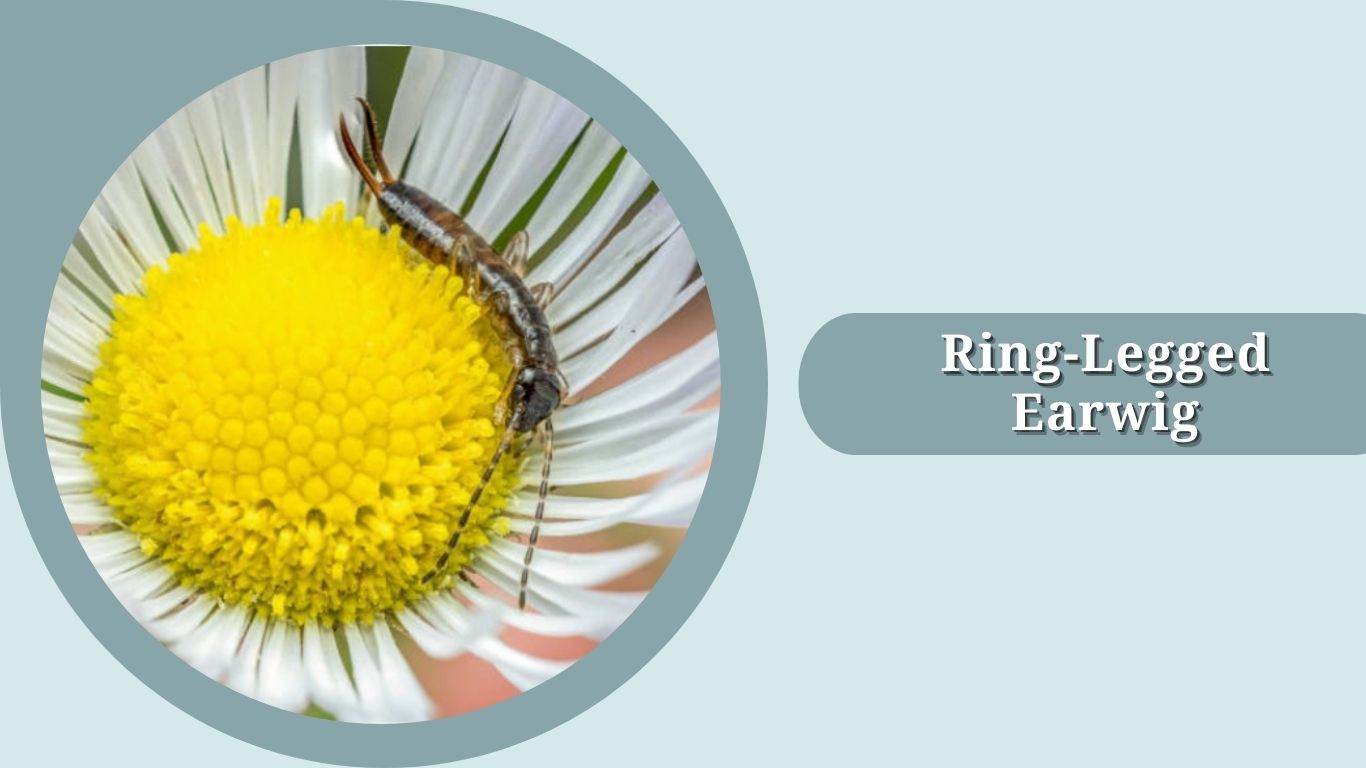 14 Types of Earwig Insects: Identification, Larvae, Habitat, Bite