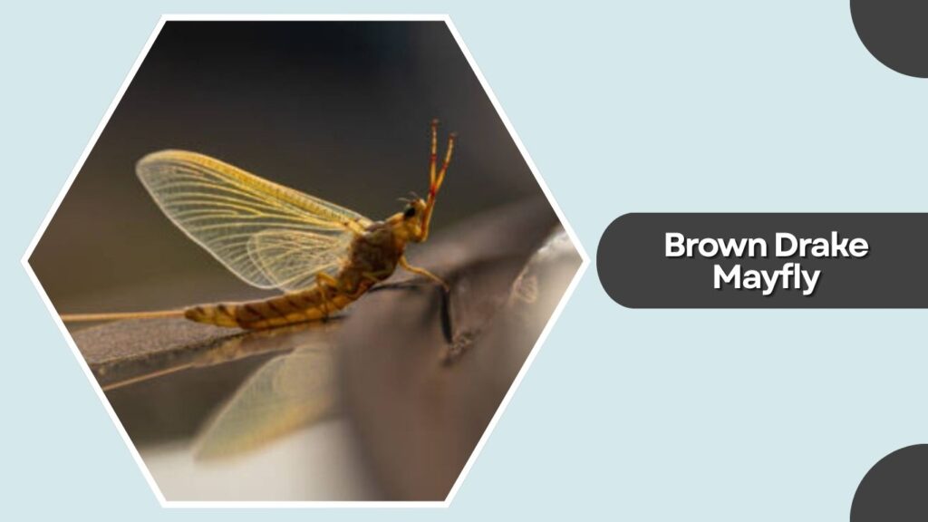 15 Common Types of Mayflies: Habitat, Behaviors, Pictures