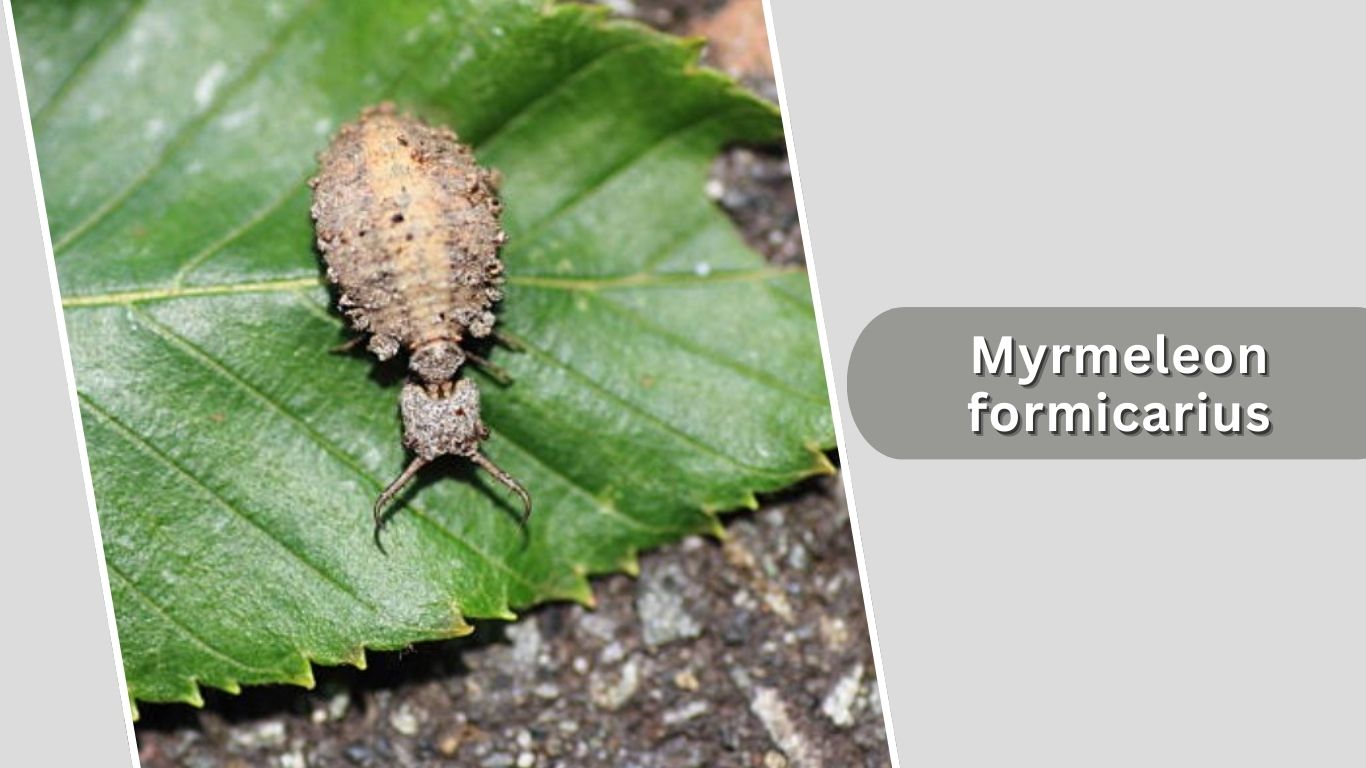 10 Types of Antlion: Size, Diet, Lifecycle, Identification with Picture