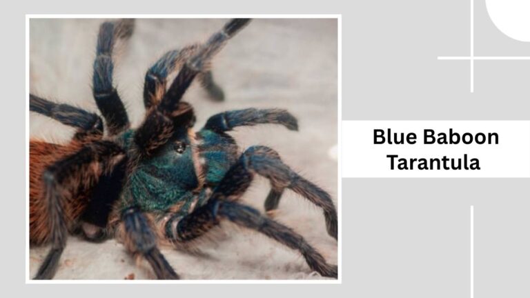 12 Types of Blue Spiders: Species Identification with Pictures