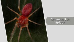 10 Types of Sac Spiders: Species size, color, Habitat, Pictures