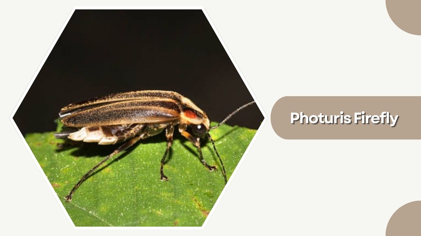 12 Types of Firefly: Species Identification with Pictures