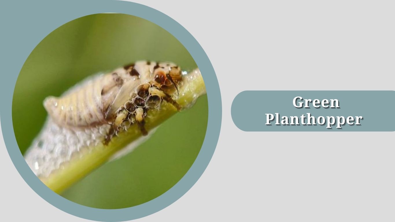 15 Types of Planthopper: Species Identification with Pictures