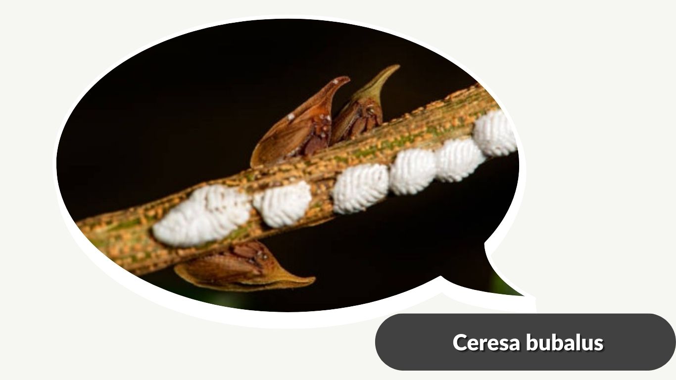 16 Types of Treehoppers: Species Identification with Pictures