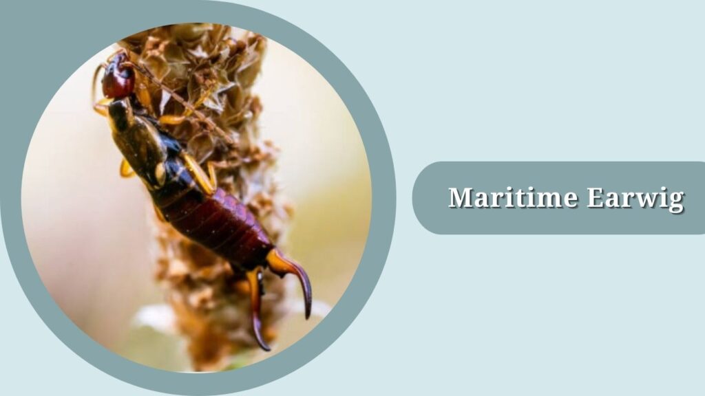 14 Types of Earwig Insects: Identification, Larvae, Habitat, Bite