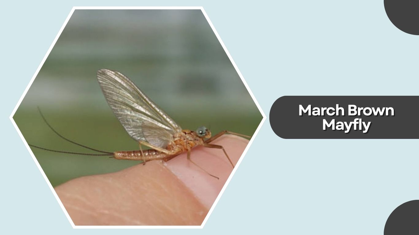15 Common Types of Mayflies: Habitat, Behaviors, Pictures