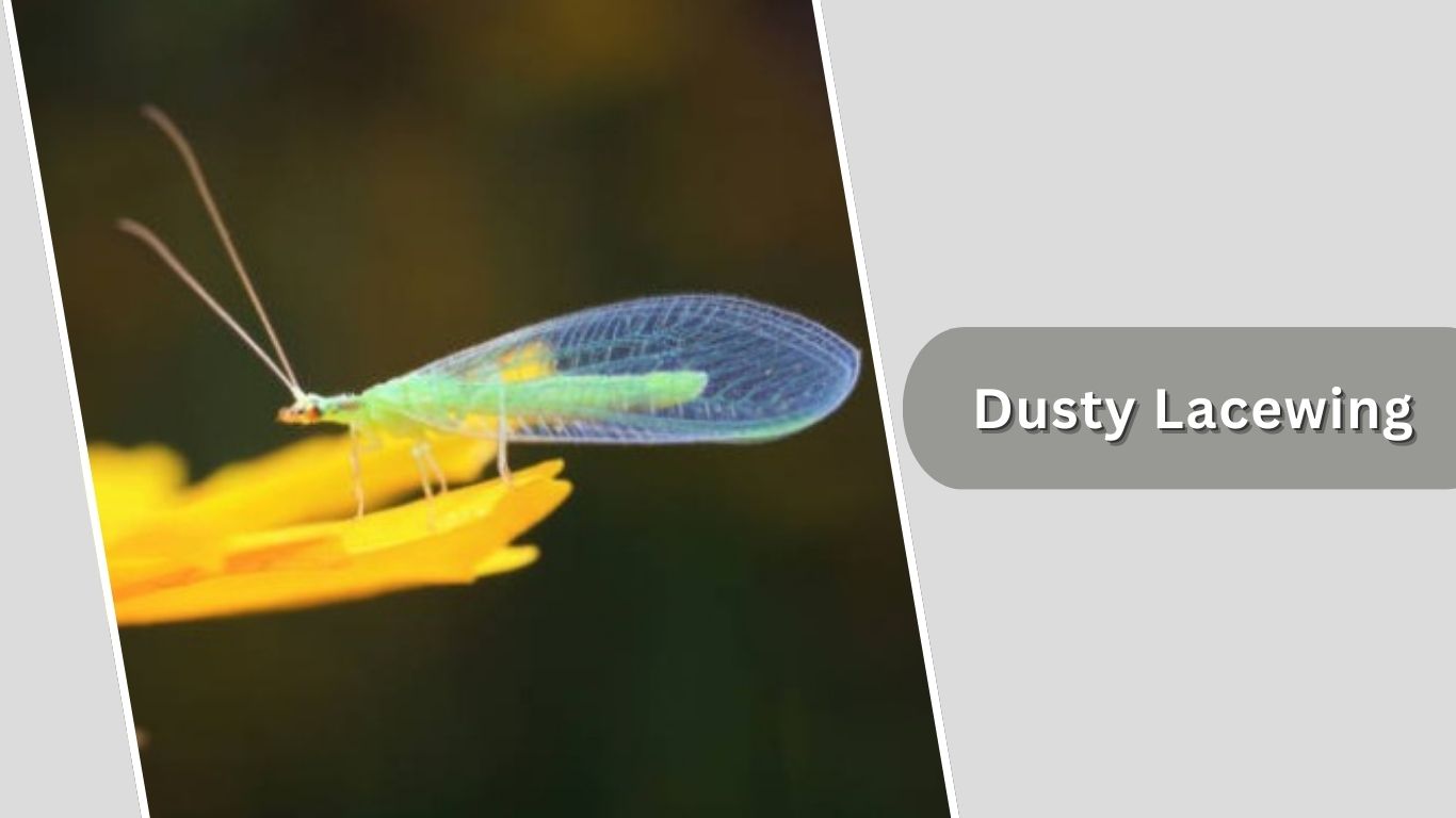 12 Types of Lacewing: Size, Diet, Habitat, Life Cycle and Pictures