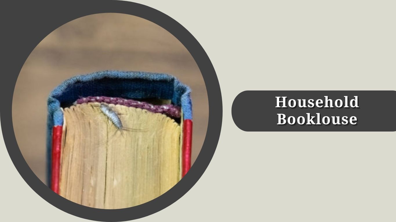 10 Types of Booklouse: Identification with Pictures