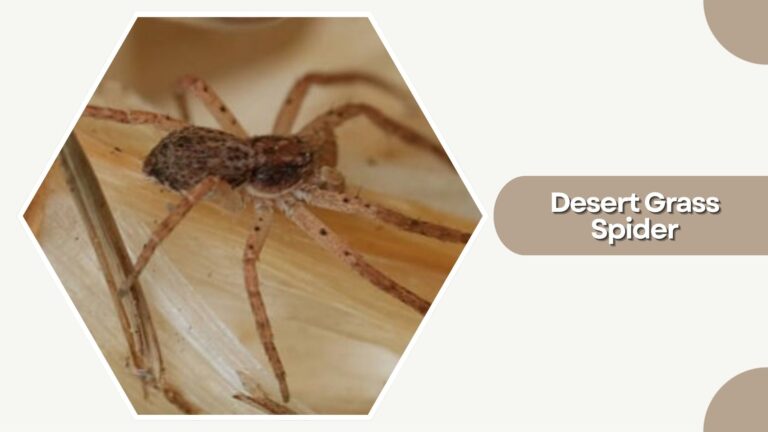 7 Types of Grass Spiders: Unique Spices Identification with Pictures