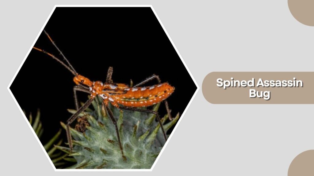 15 Types of Assassin Bug: Species Identification with Pictures