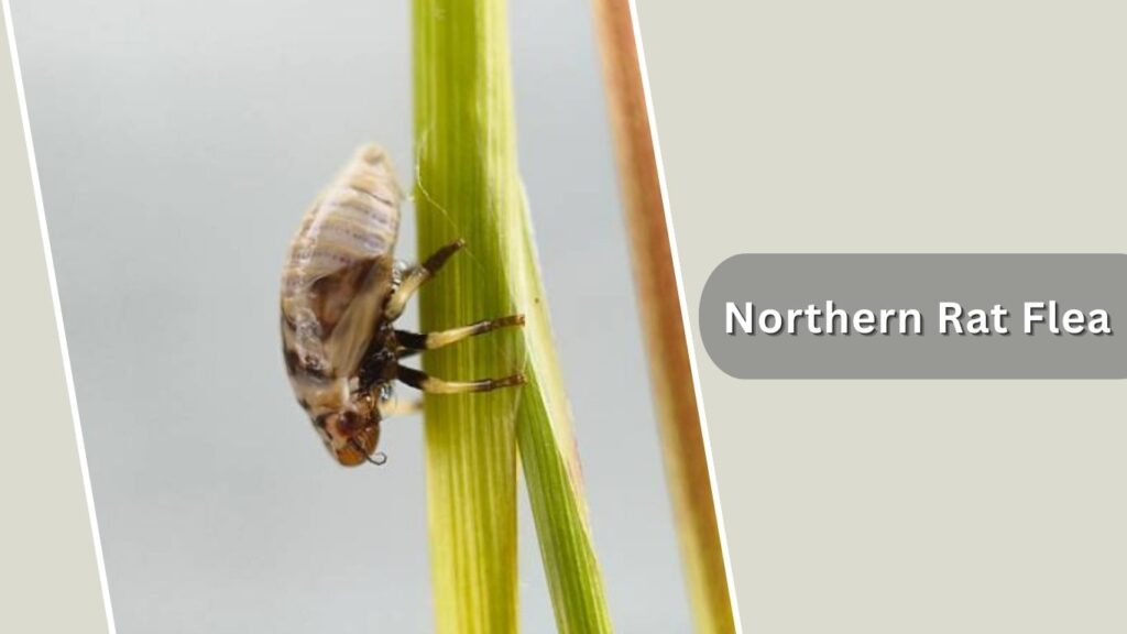 13 Types of Fleas: Habitat, Lifecycle, Diet, Identification with Pictures