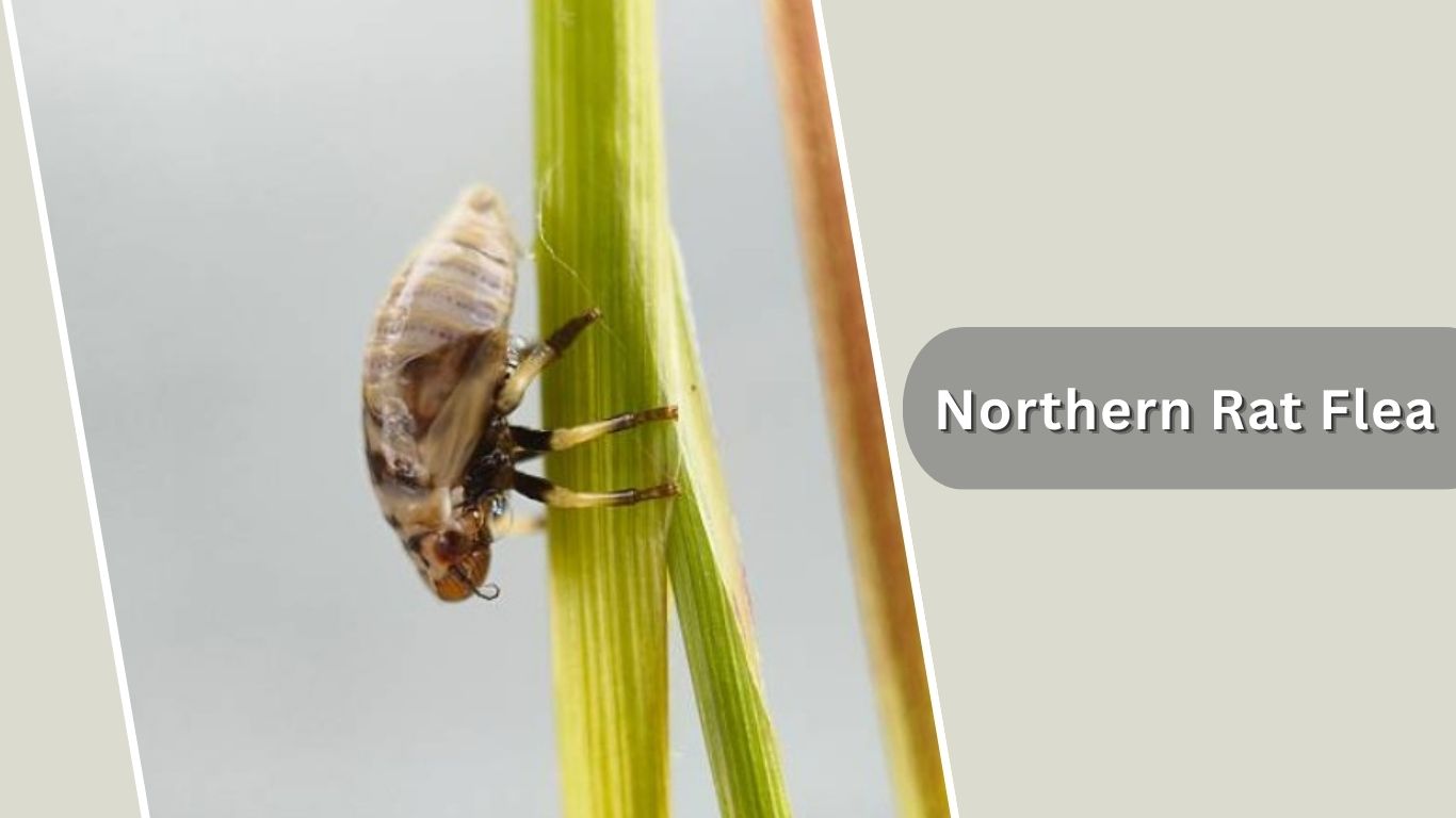 13 Types of Fleas: Habitat, Lifecycle, Diet, Identification with Pictures