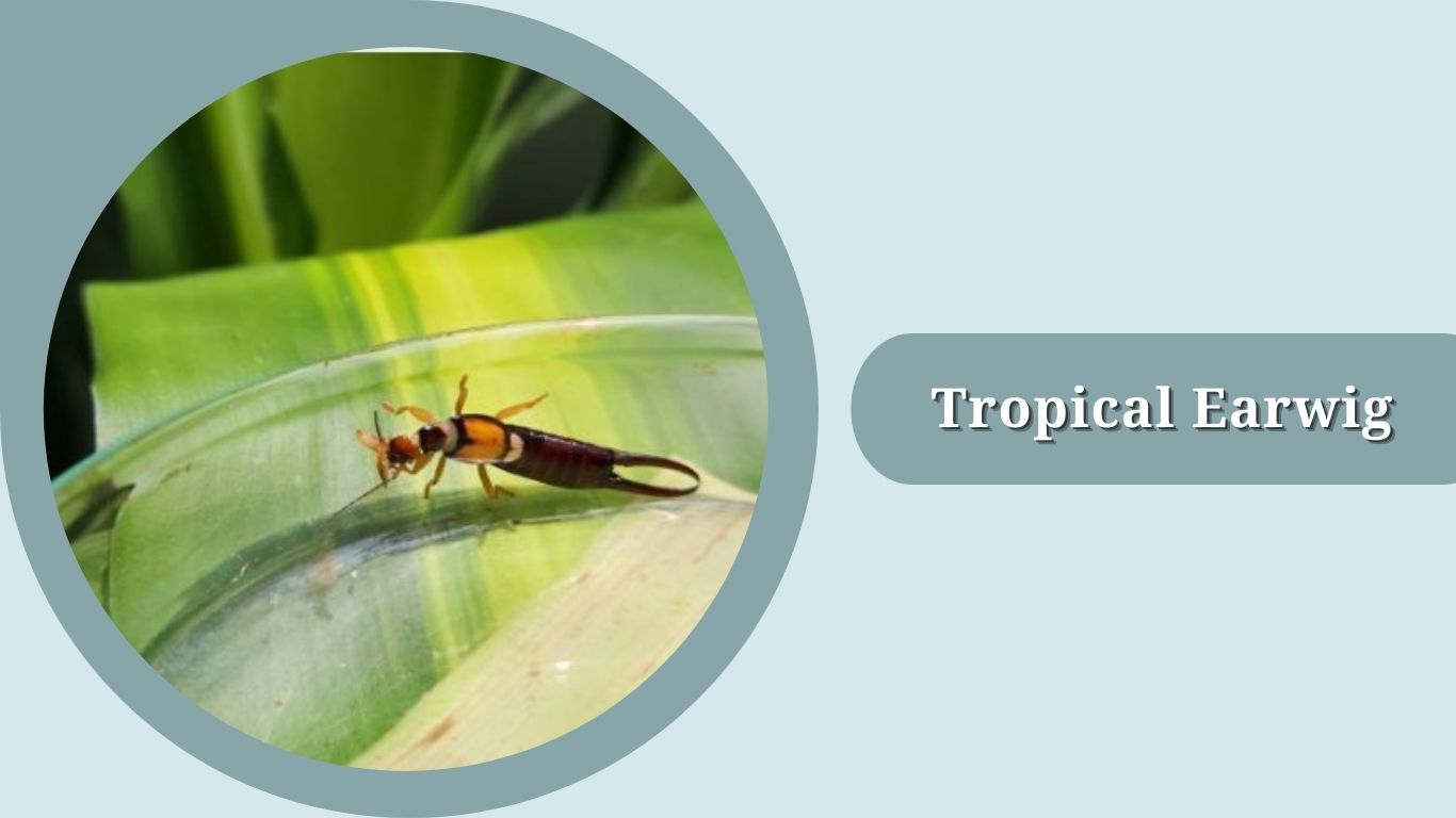 14 Types of Earwig Insects: Identification, Larvae, Habitat, Bite
