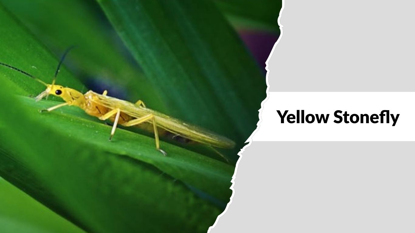 21 Types of Stoneflies: Habitat, Diet, Lifecycle, ID with Pictures