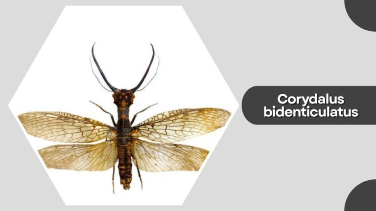 13 Types of Dobsonfly: Size, Habitat, Diet, Life Cycle, Images