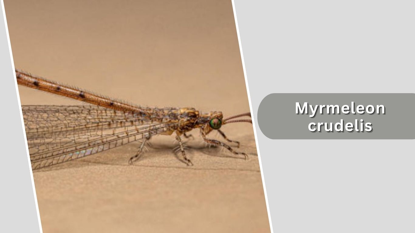 10 Types of Antlion: Size, Diet, Lifecycle, Identification with Picture