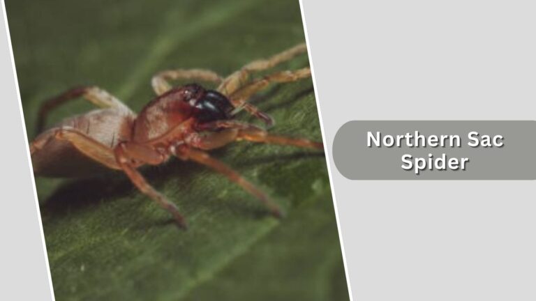 10 Types of Sac Spiders: Species size, color, Habitat, Pictures