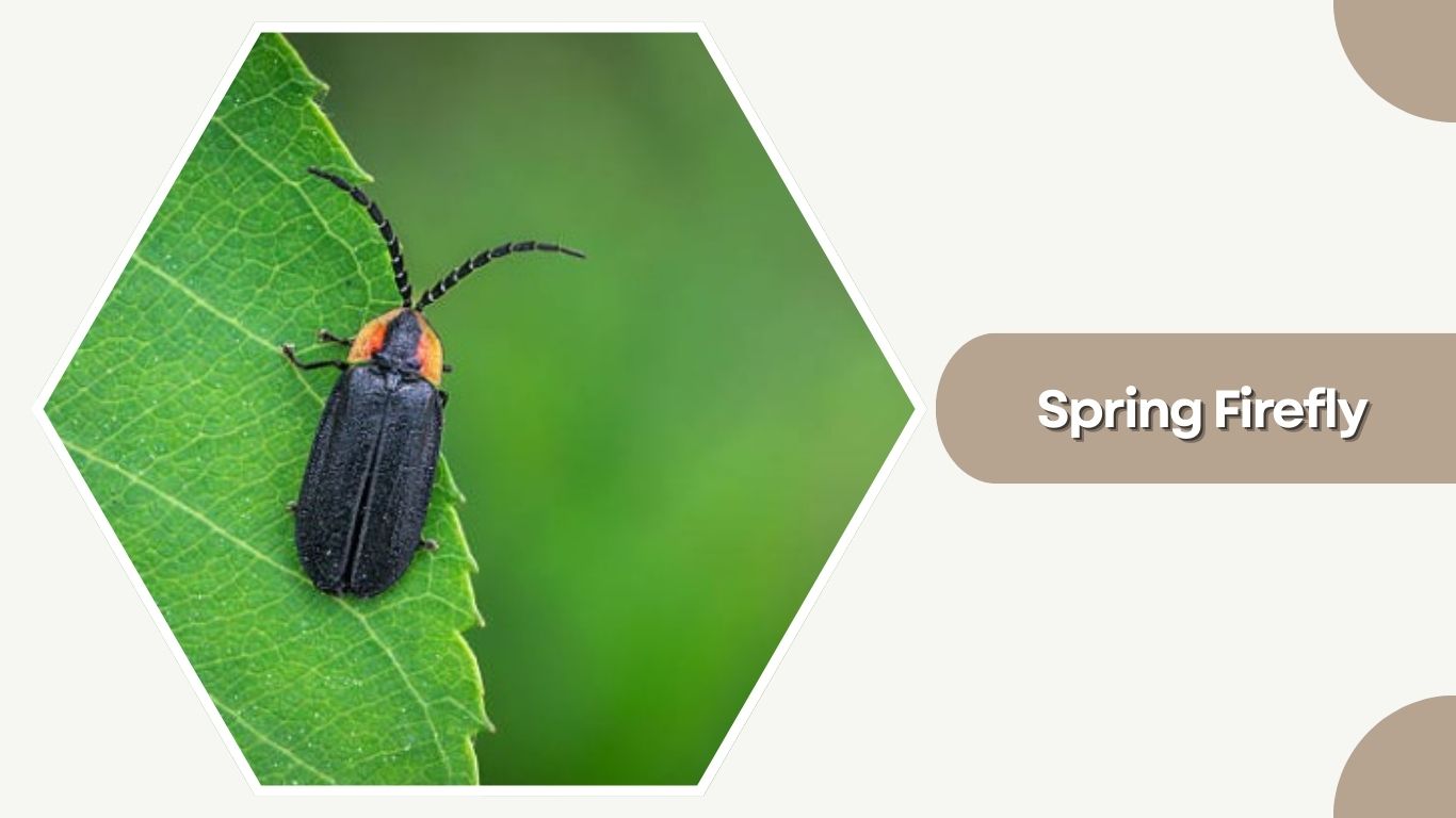 12 Types of Firefly: Species Identification with Pictures