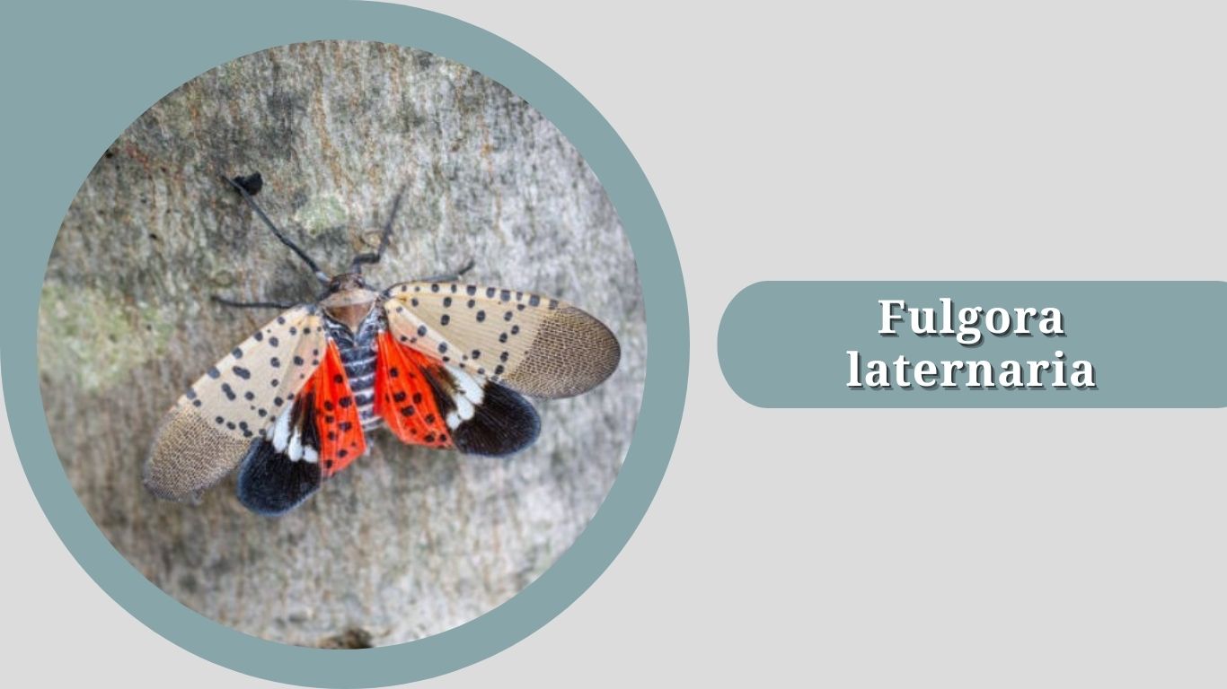 15 Types of Planthopper: Species Identification with Pictures