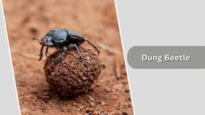 16 Types of Scarab Beetle: Size, Color , Habitat and ID with Pictures