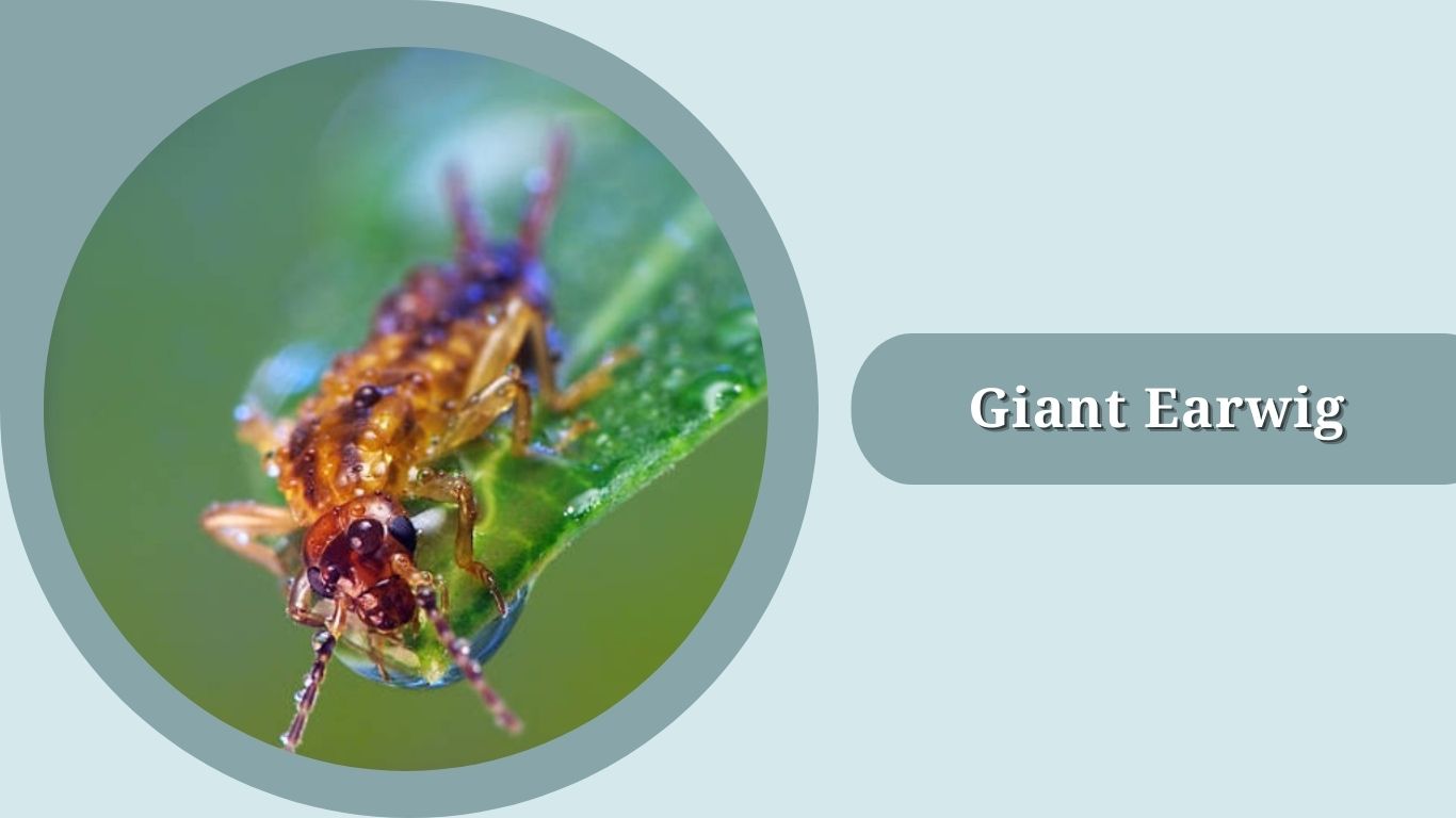 14 Types of Earwig Insects: Identification, Larvae, Habitat, Bite
