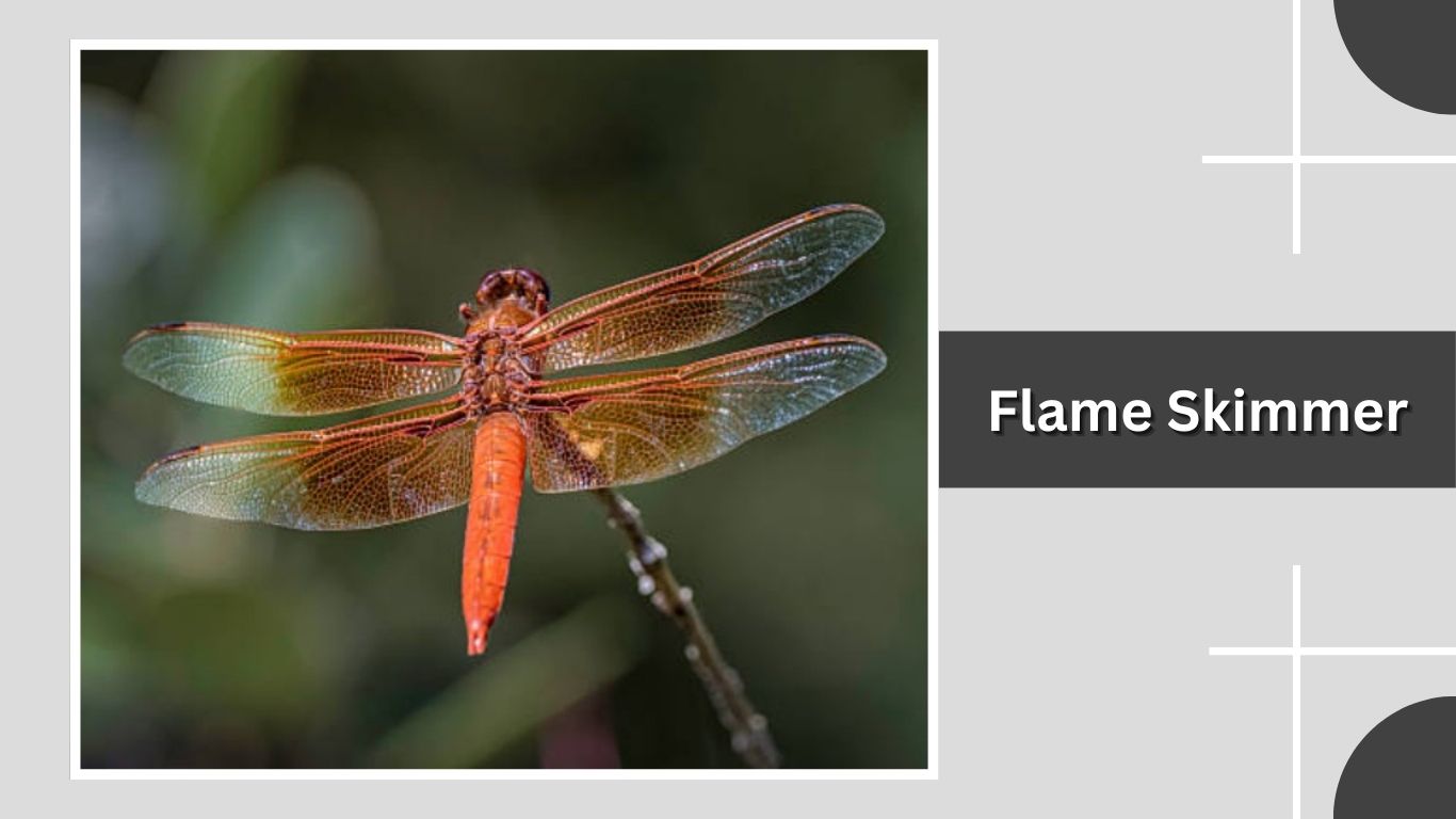 23 Common Types of Dragonflies: Identification with pictures
