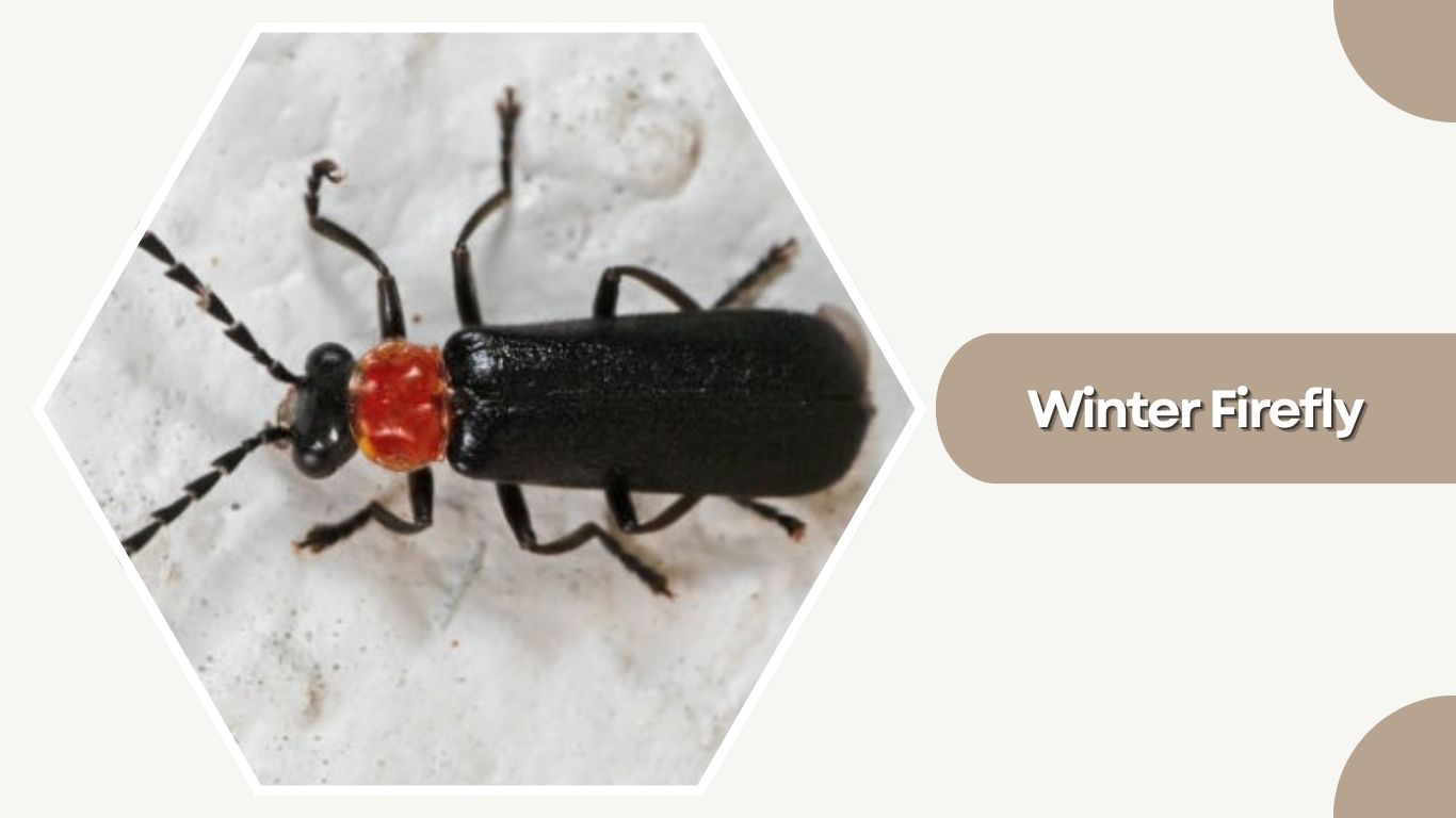 12 Types of Firefly: Species Identification with Pictures