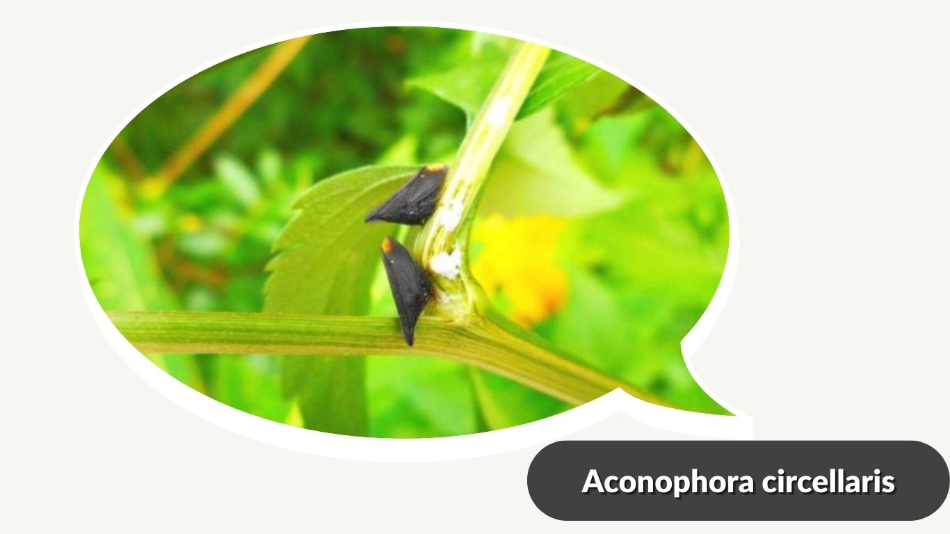 16 Types of Treehoppers: Species Identification with Pictures