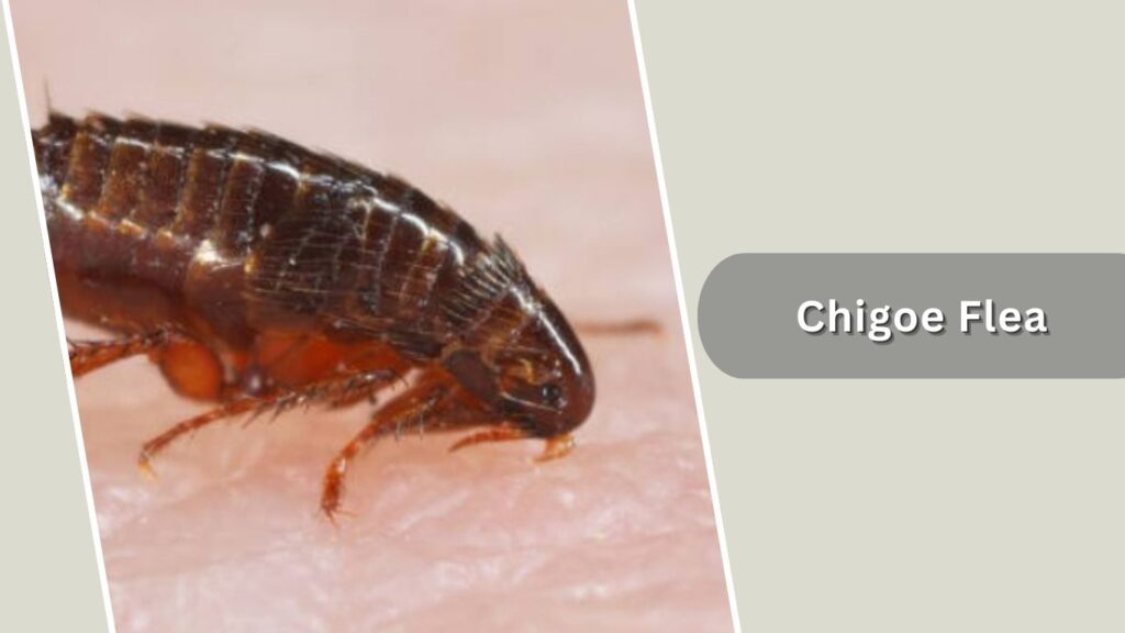 13 Types of Fleas: Habitat, Lifecycle, Diet, Identification with Pictures
