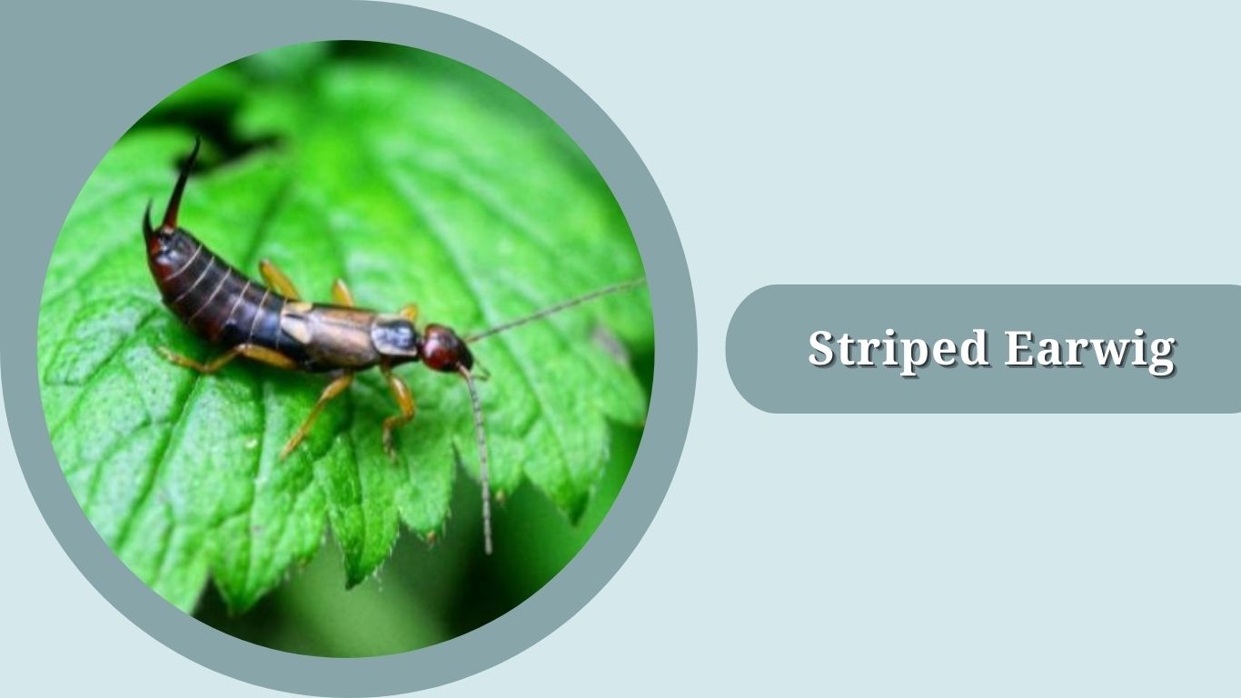 14 Types of Earwig Insects: Identification, Larvae, Habitat, Bite