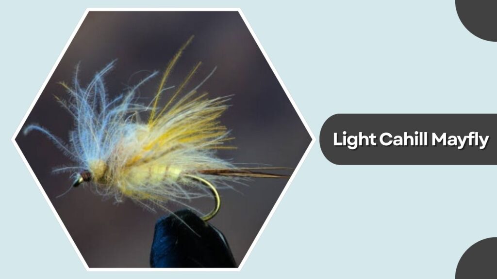 15 Common Types of Mayflies: Habitat, Behaviors, Pictures