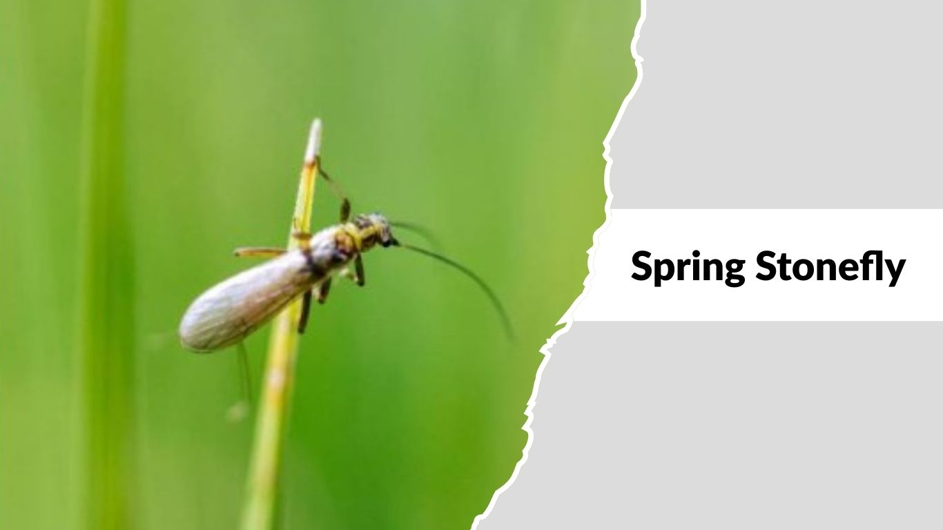 21 Types of Stoneflies: Habitat, Diet, Lifecycle, ID with Pictures