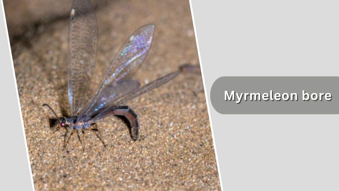 10 Types of Antlion: Size, Diet, Lifecycle, Identification with Picture