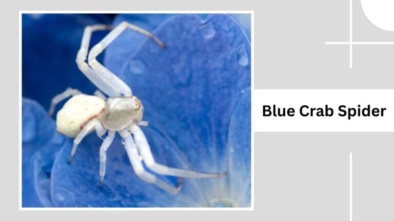 12 Types of Blue Spiders: Species Identification with Pictures
