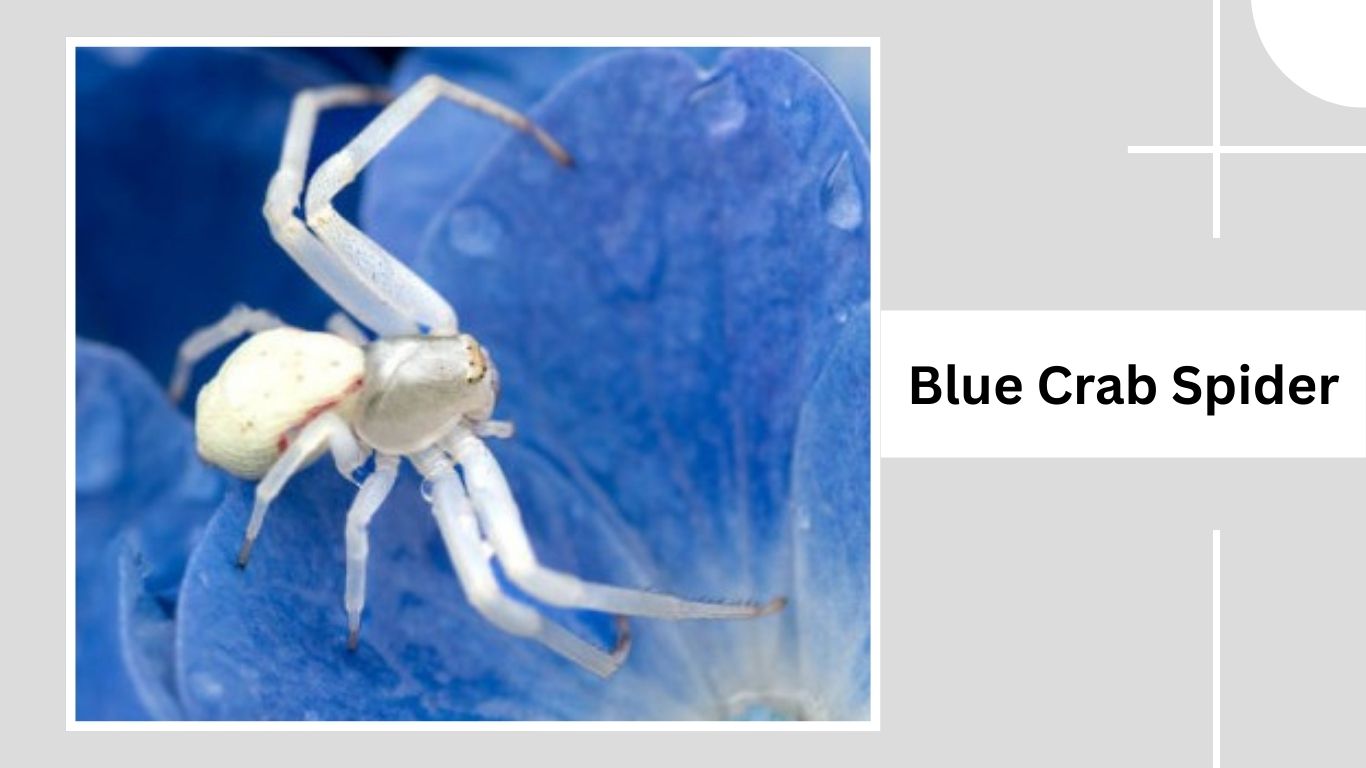 12 Types of Blue Spiders: Species Identification with Pictures