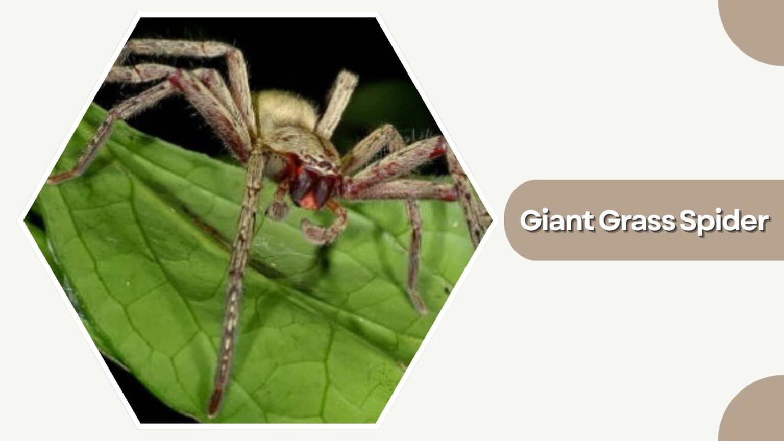 7 Types of Grass Spiders: Unique Spices Identification with Pictures