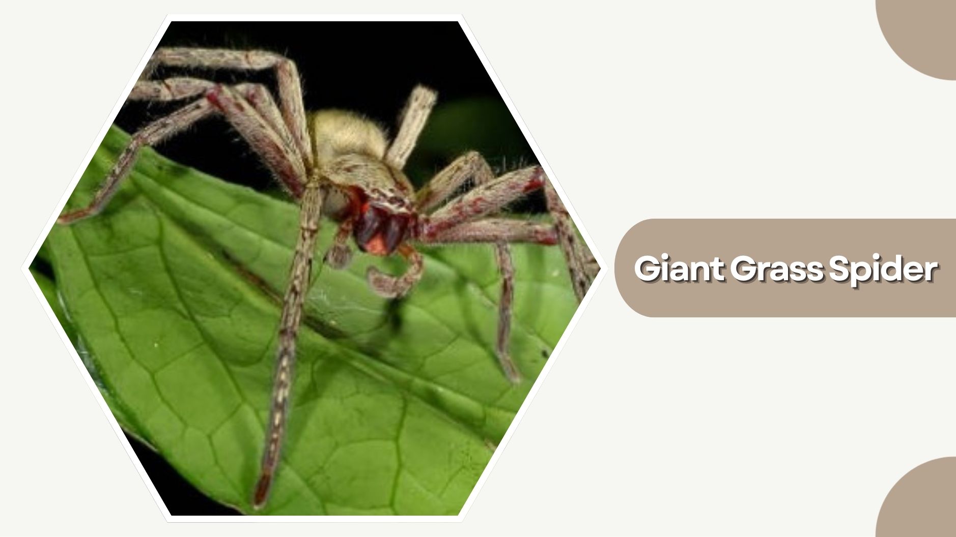 7 Types of Grass Spiders: Unique Spices Identification with Pictures